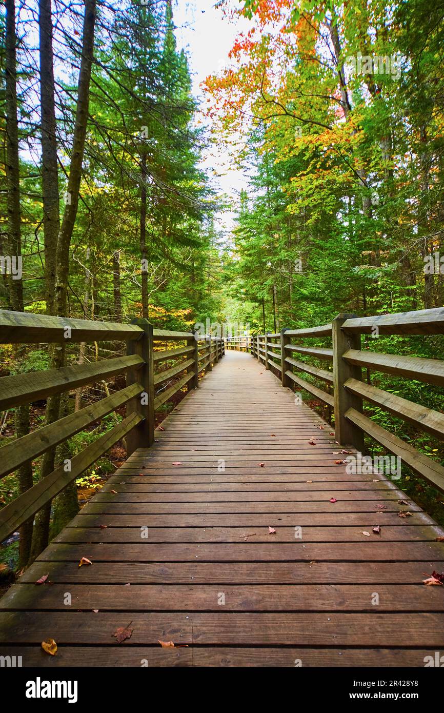Green and colorful fall trees straight boardwalk park trail walkway ...