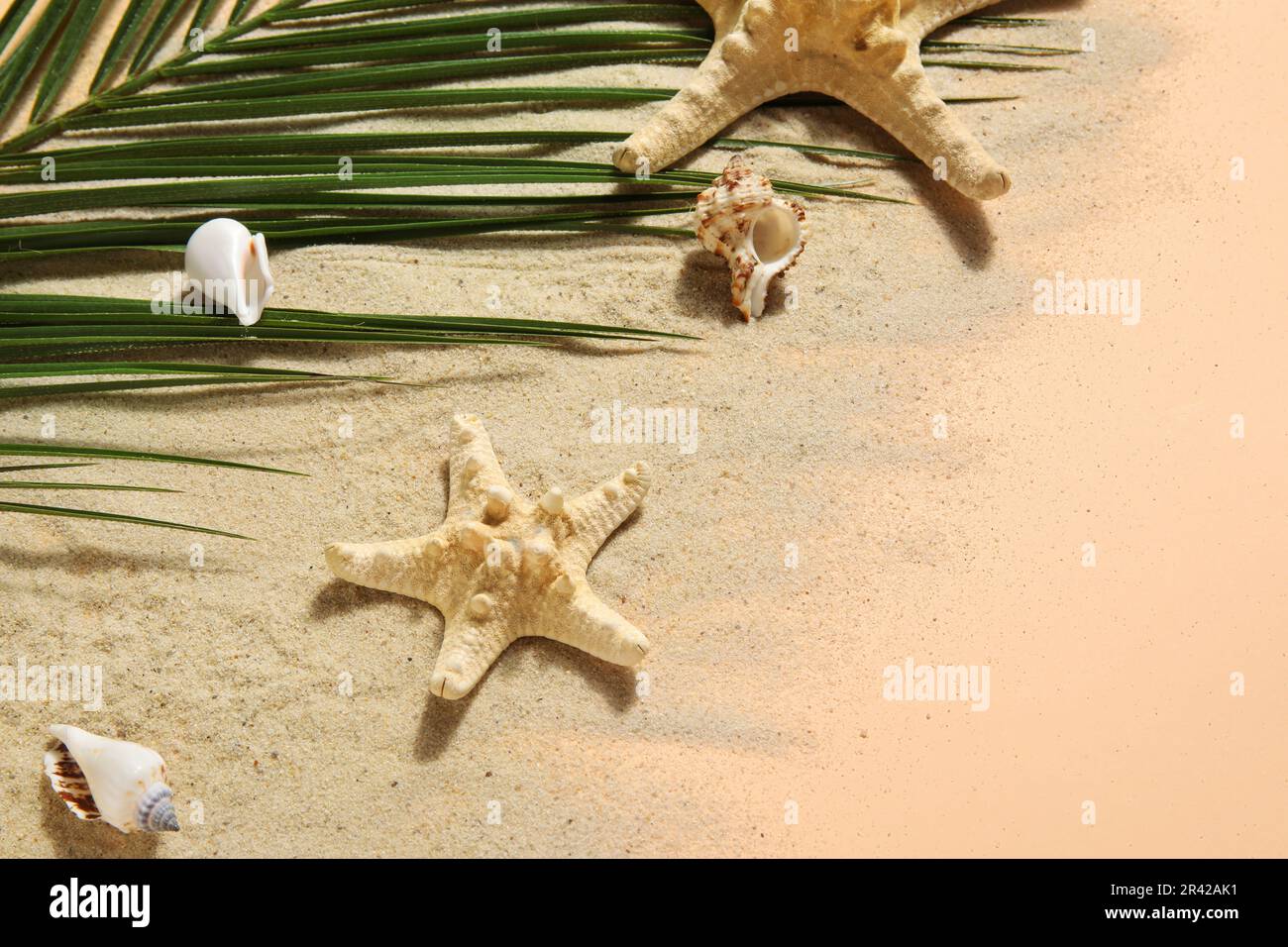 Composition with palm leaf, sand, starfishes and seashells on color ...