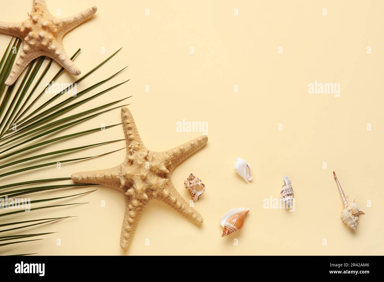Composition with starfishes, seashells and palm leaf on color ...