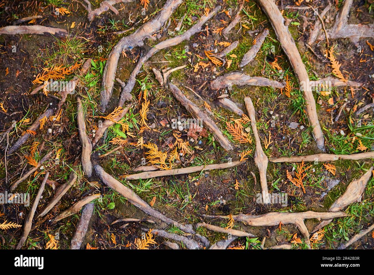 Textured background asset roots on forest floor with small green and ...