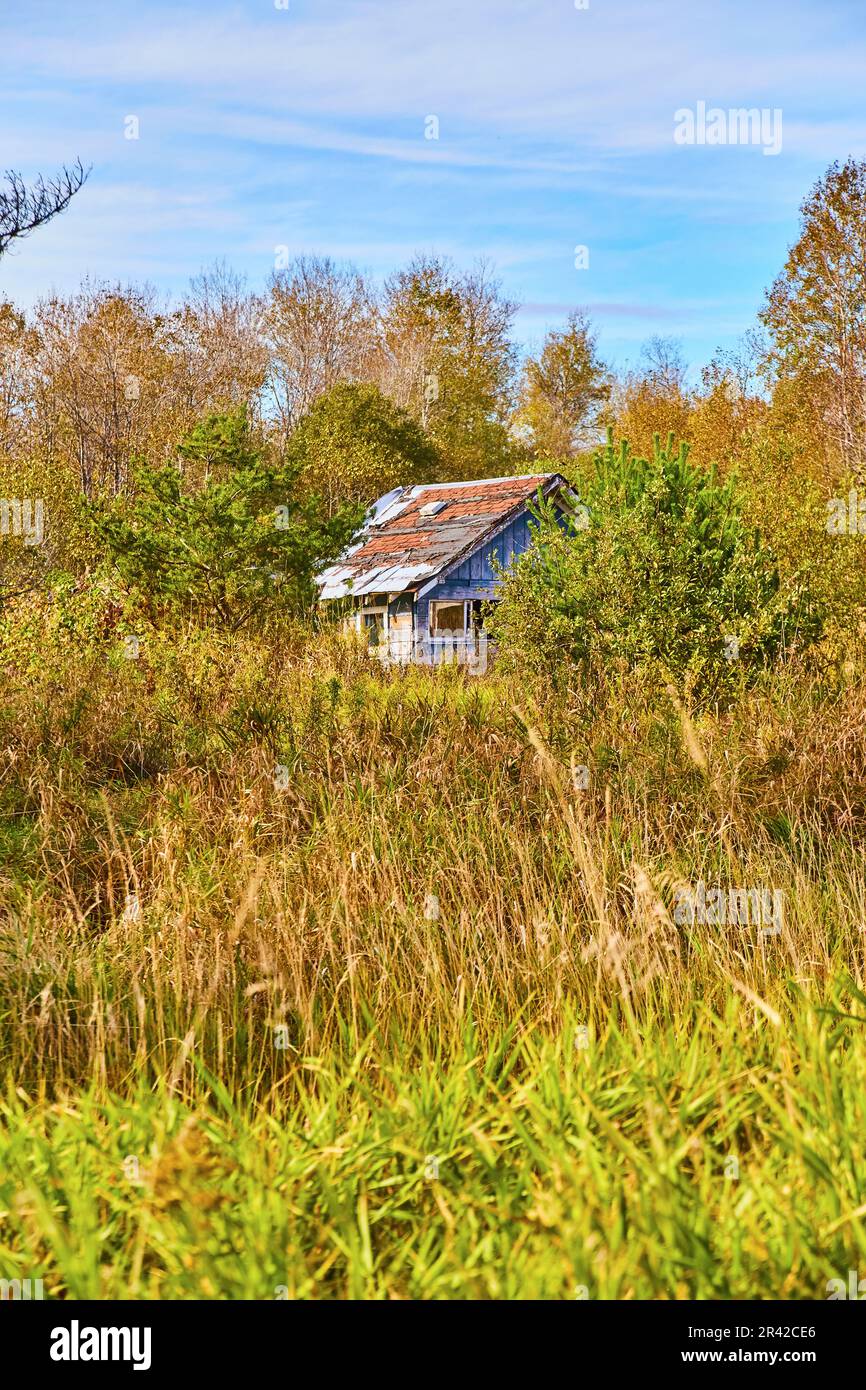Abandoned house in overgrown field tall grass and weeds obscured by ...
