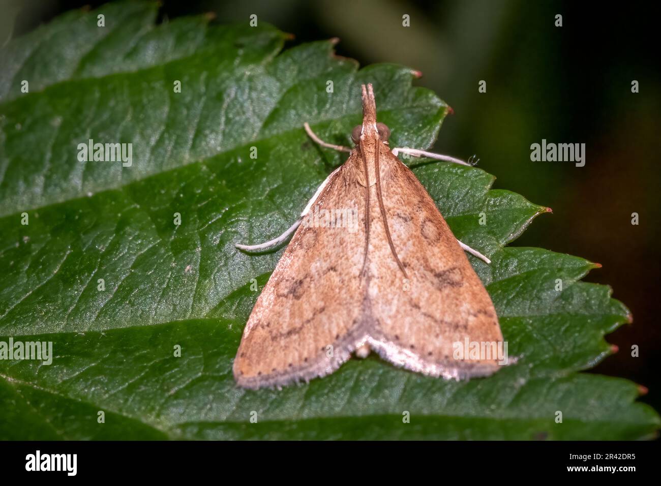 Greenhouse leaftier hi-res stock photography and images - Alamy