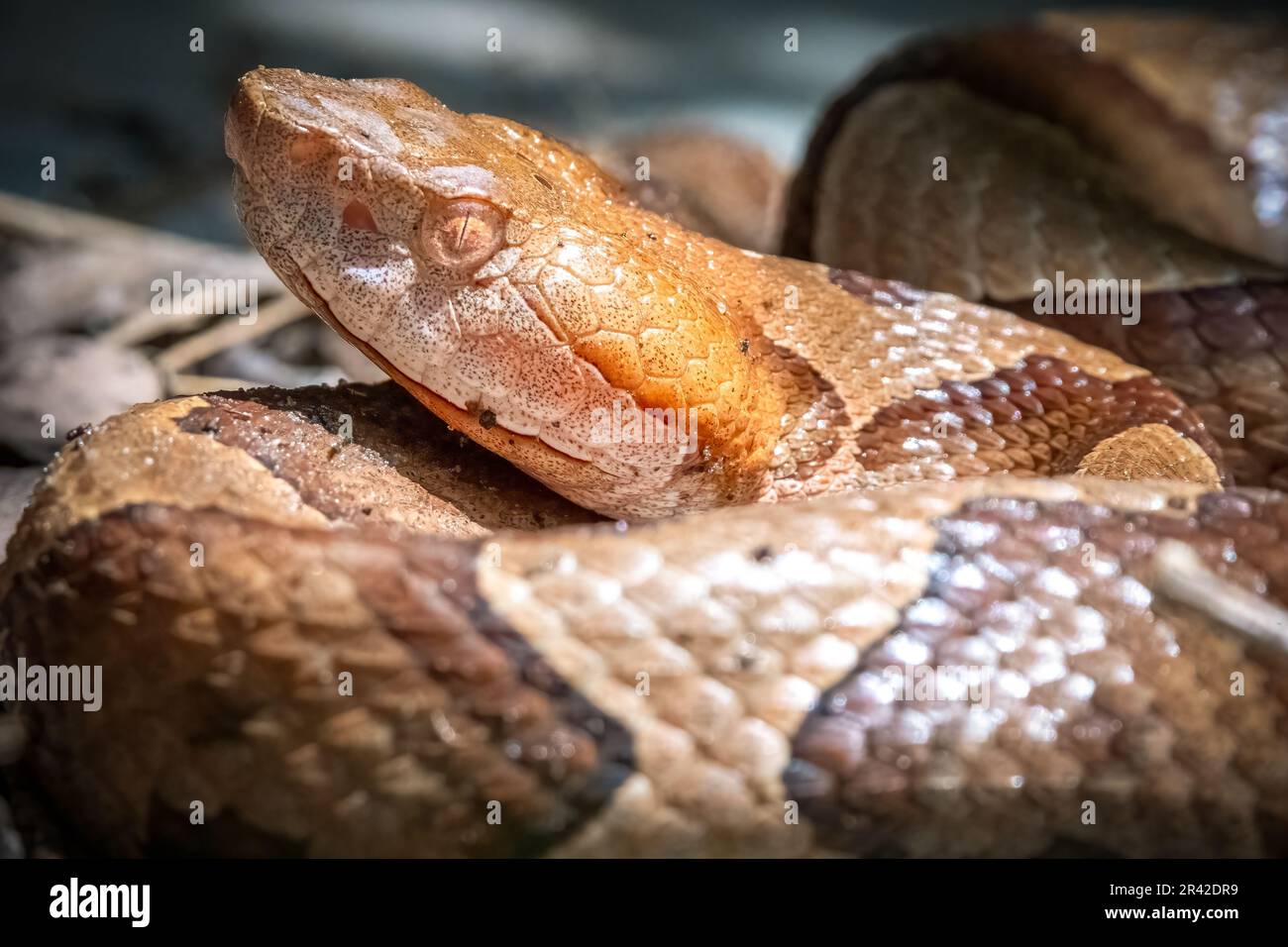 Closeup of a venomous Copperhead (Agkistrodon contortrix). Raleigh ...