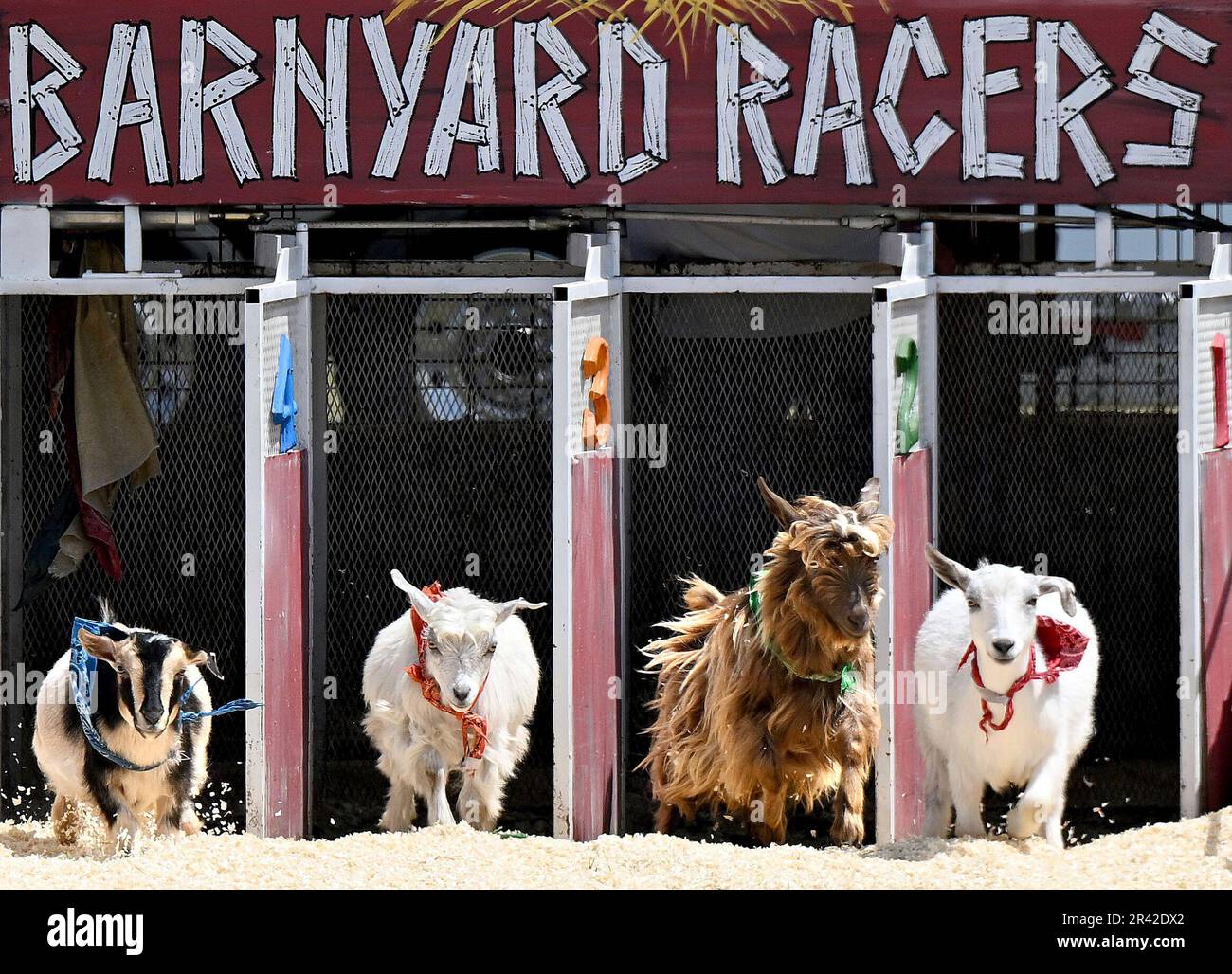 Goats race out of the starting gate during the popular pig races at the ...