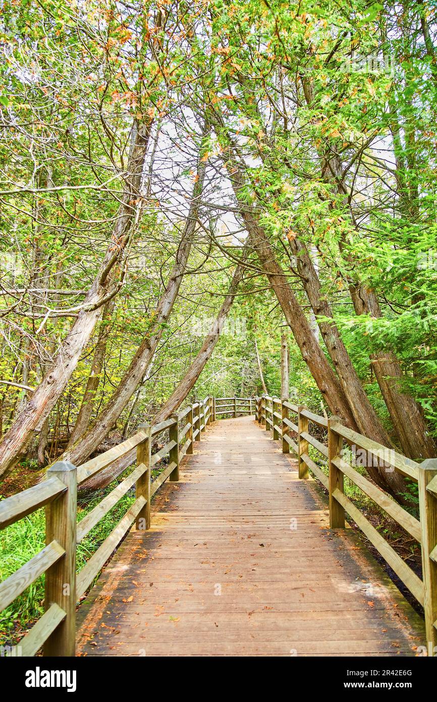 Vibrant forest tree canopy over boardwalk trail path in park walkway ...