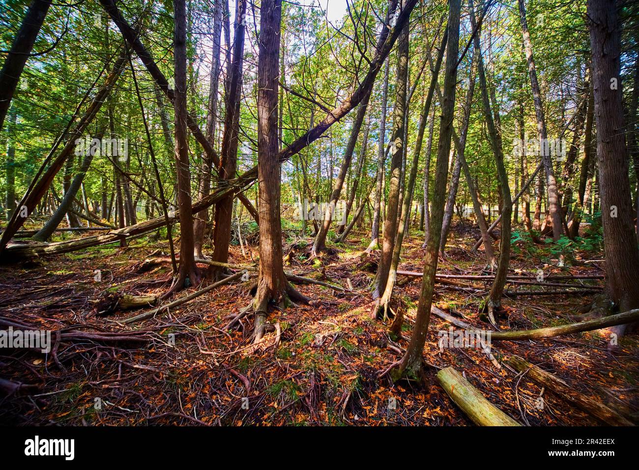 Park with tall trees some fallen over woods and forest with summer ...