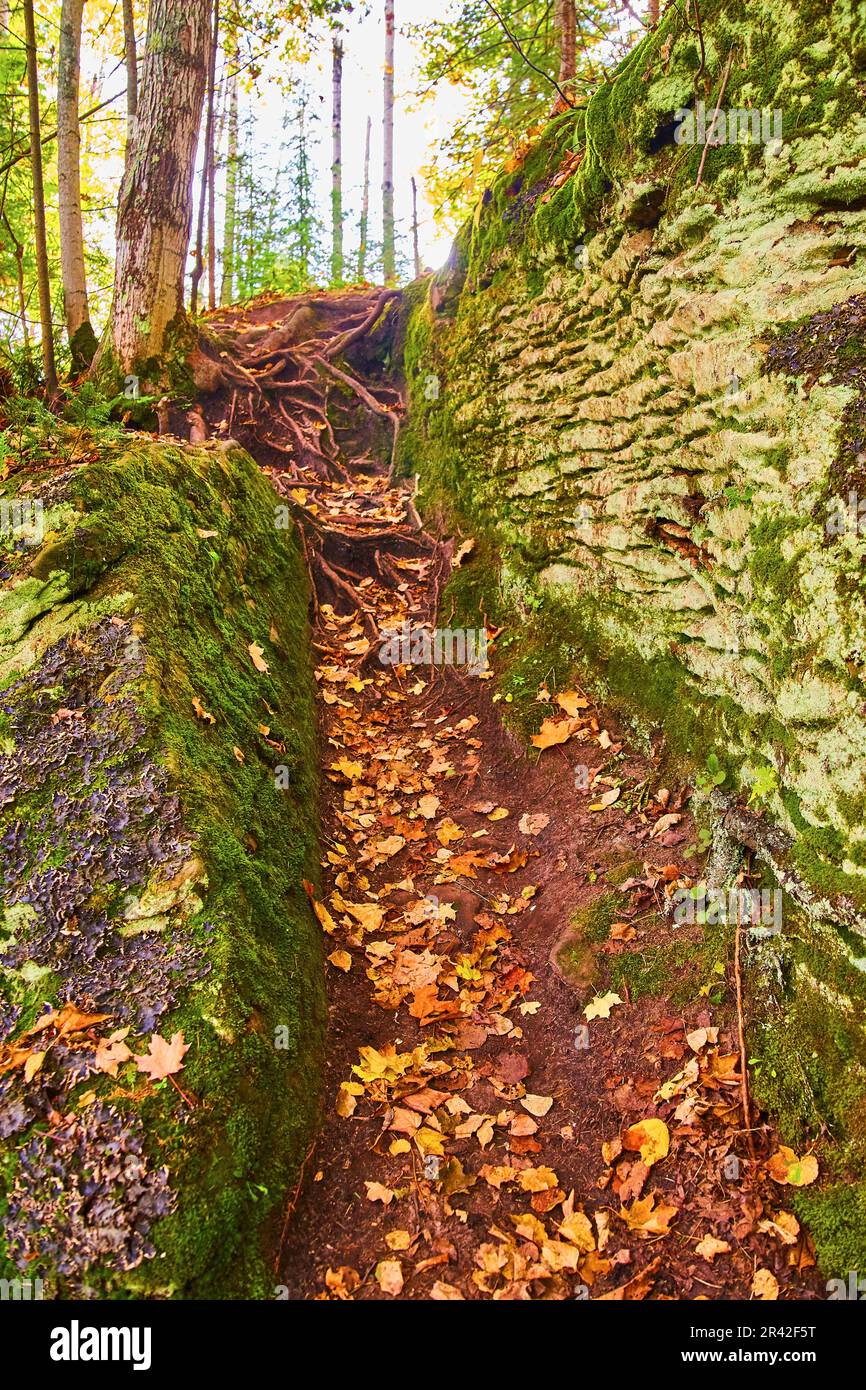 Forest dirt path strewn with leaves between canyon like walls covered ...