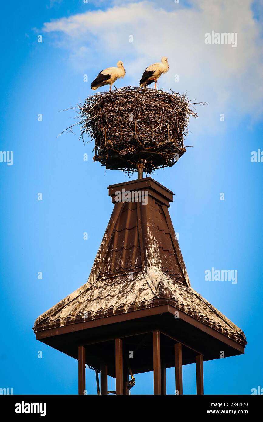 Two storks in its nest Stock Photo - Alamy