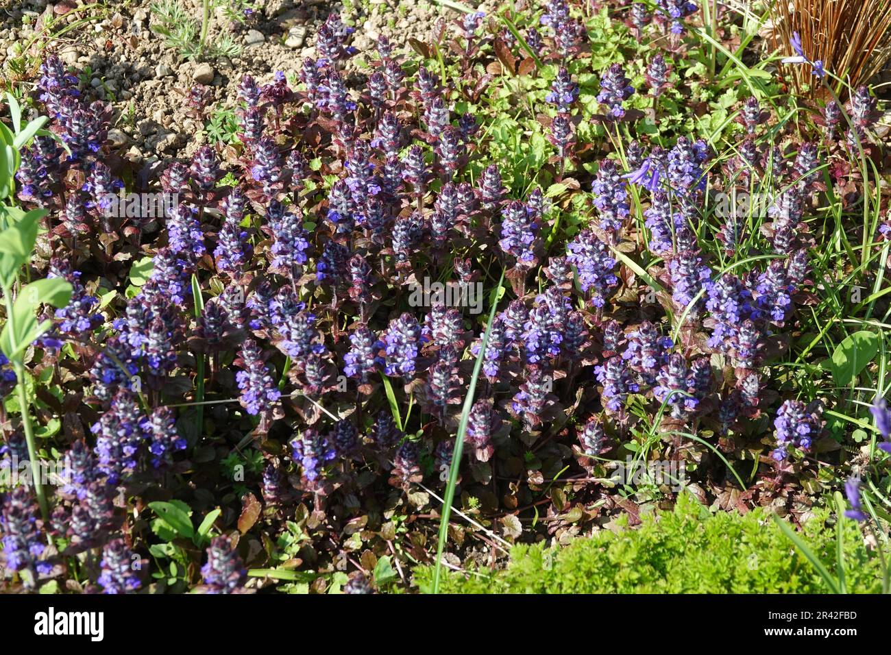 Ajuga reptans Atropurpurea, redleaved bugle Stock Photo - Alamy