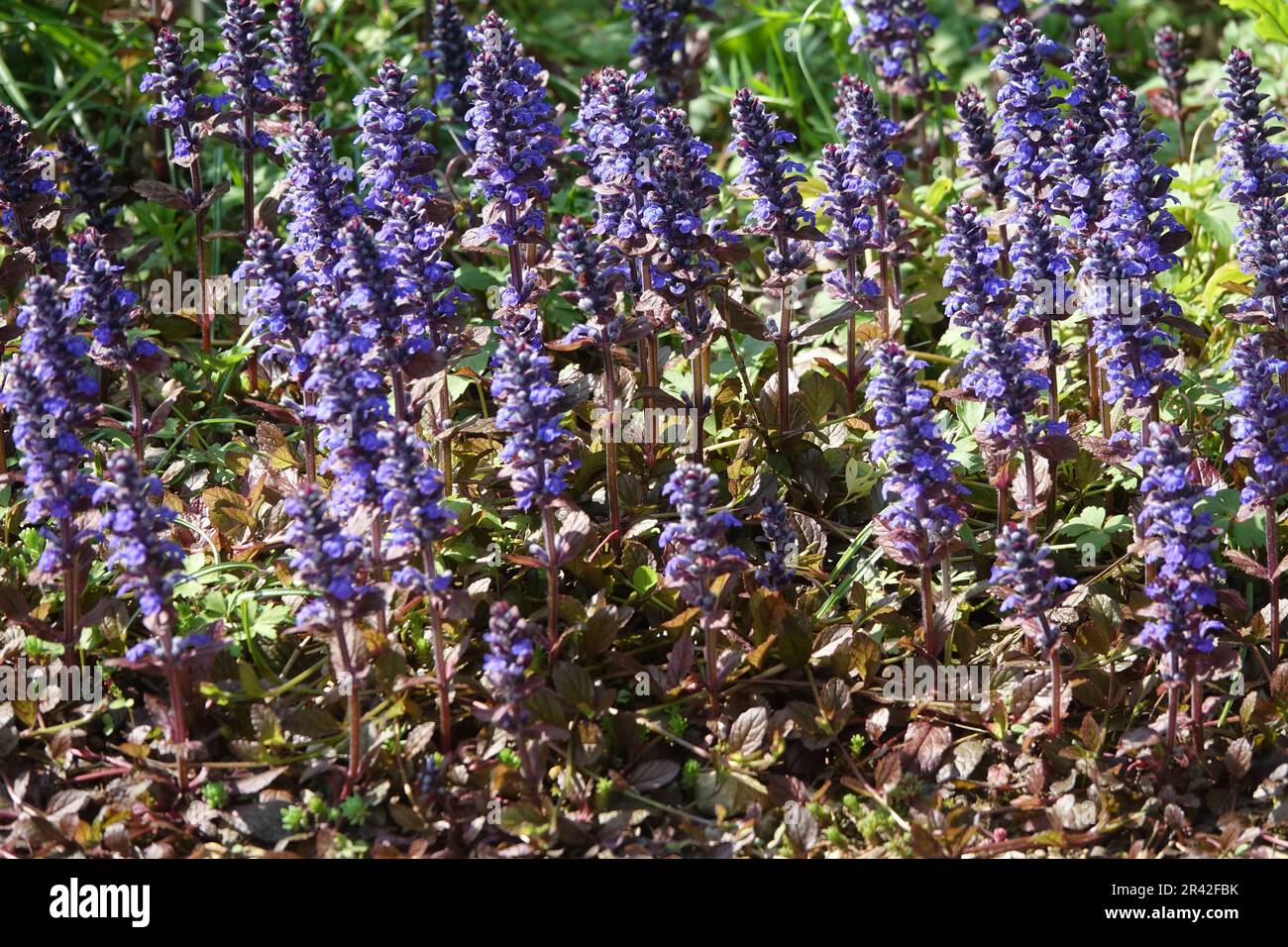 Ajuga reptans Atropurpurea, redleaved bugle Stock Photo - Alamy