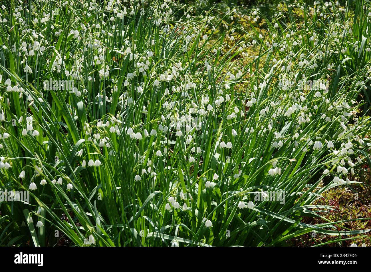 Summer bulbs hi-res stock photography and images - Alamy