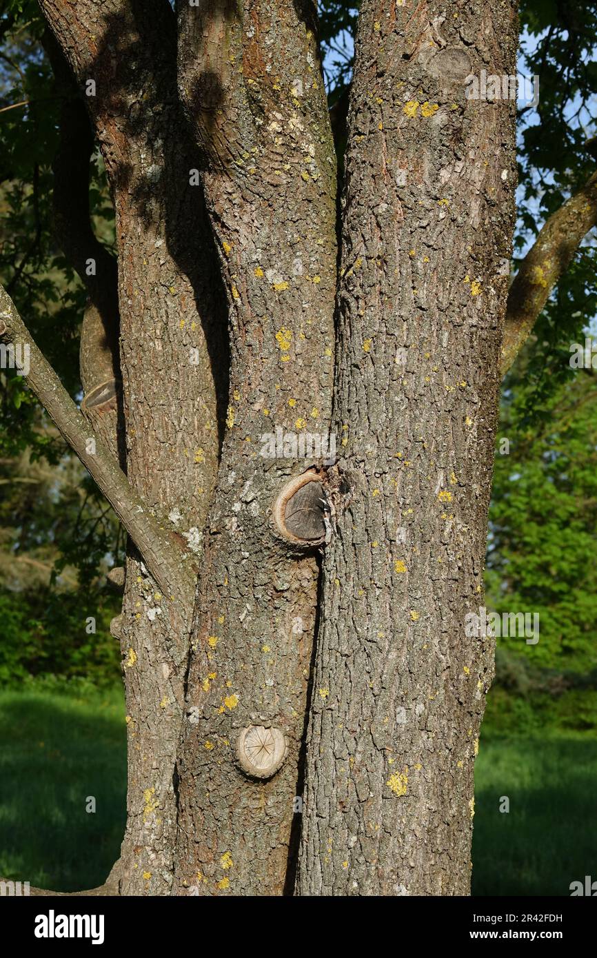 Acer campestre, field maple Stock Photo - Alamy