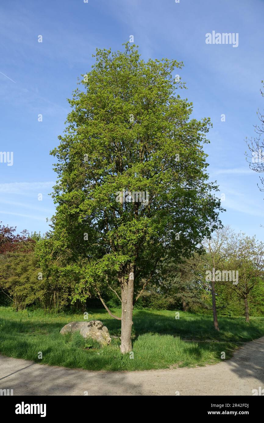 Acer campestre, field maple Stock Photo - Alamy