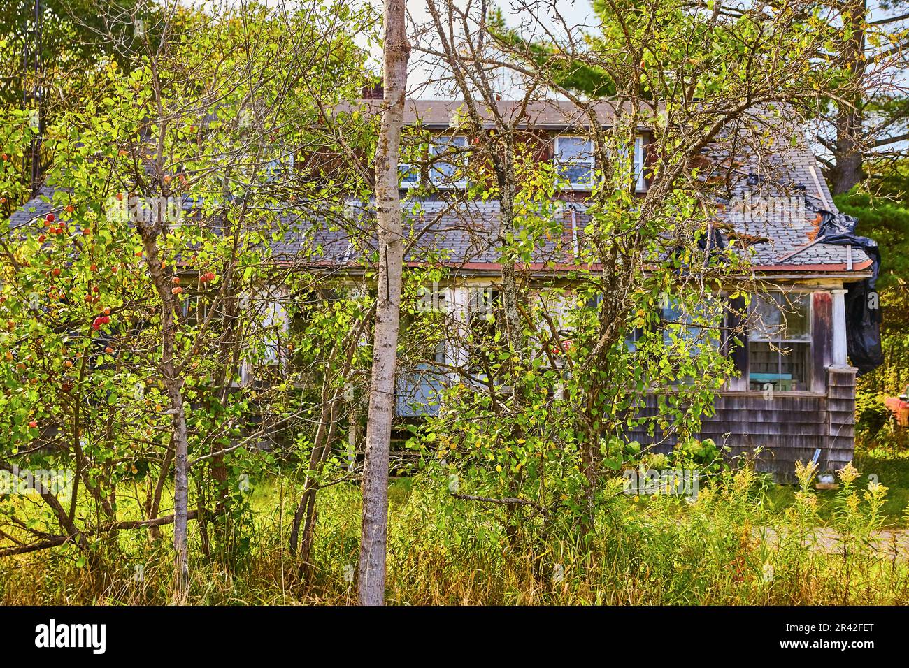 Forest woods obscuring hiding abandoned old house with black tarp ...