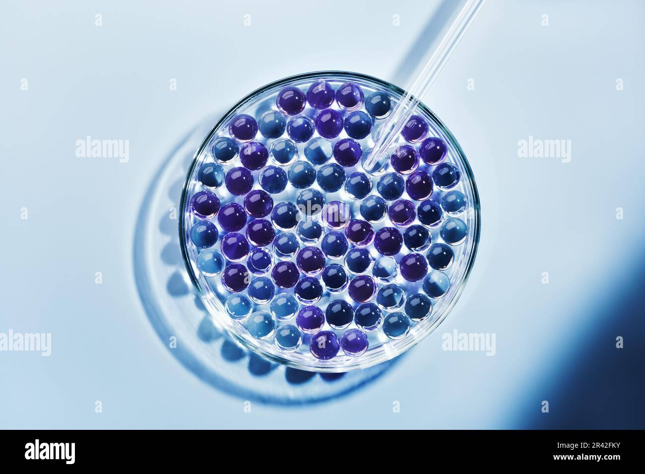 Lab dropper with sample of gel bubbles in petri dish on blue background ...