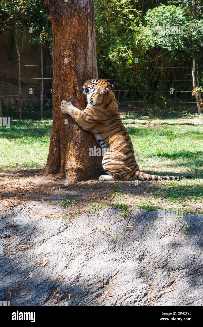 Tiger claw tree hi-res stock photography and images - Alamy