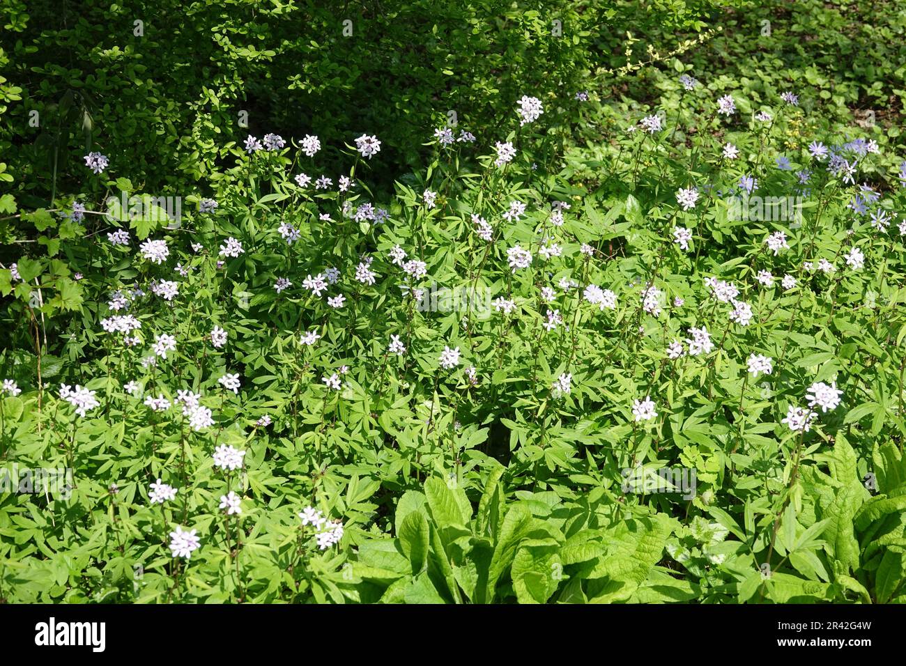 Bulbifera hi-res stock photography and images - Alamy