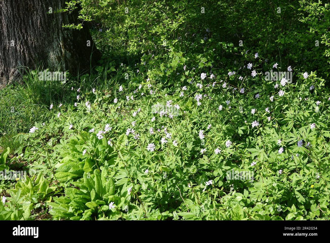 Bulbifera hi-res stock photography and images - Alamy