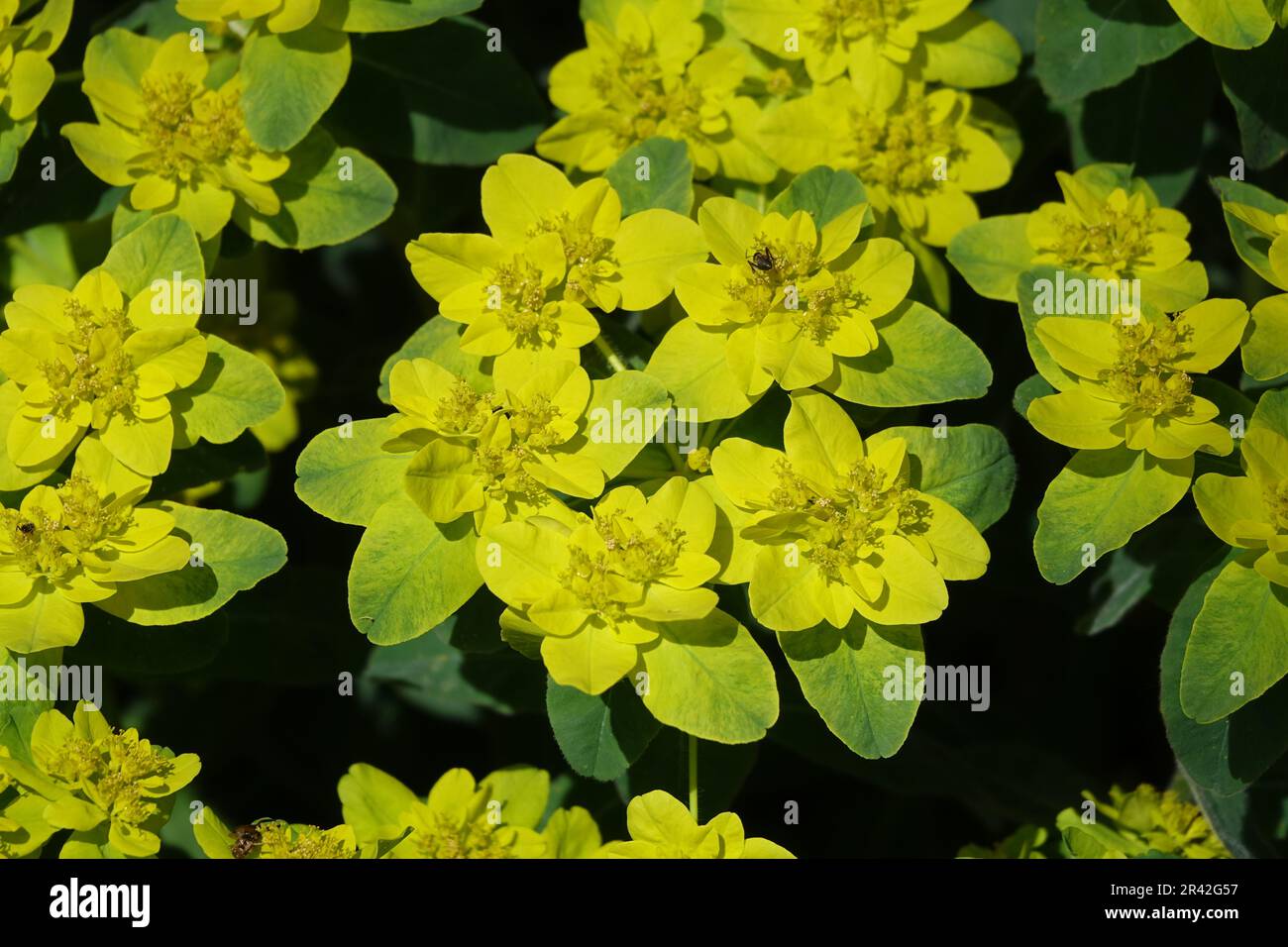 Cushion spurge euphorbia polychroma hi-res stock photography and images ...