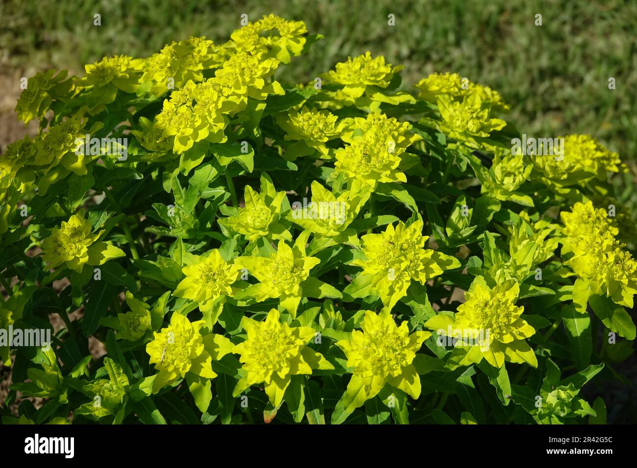 Cushion spurge euphorbia polychroma hi-res stock photography and images ...