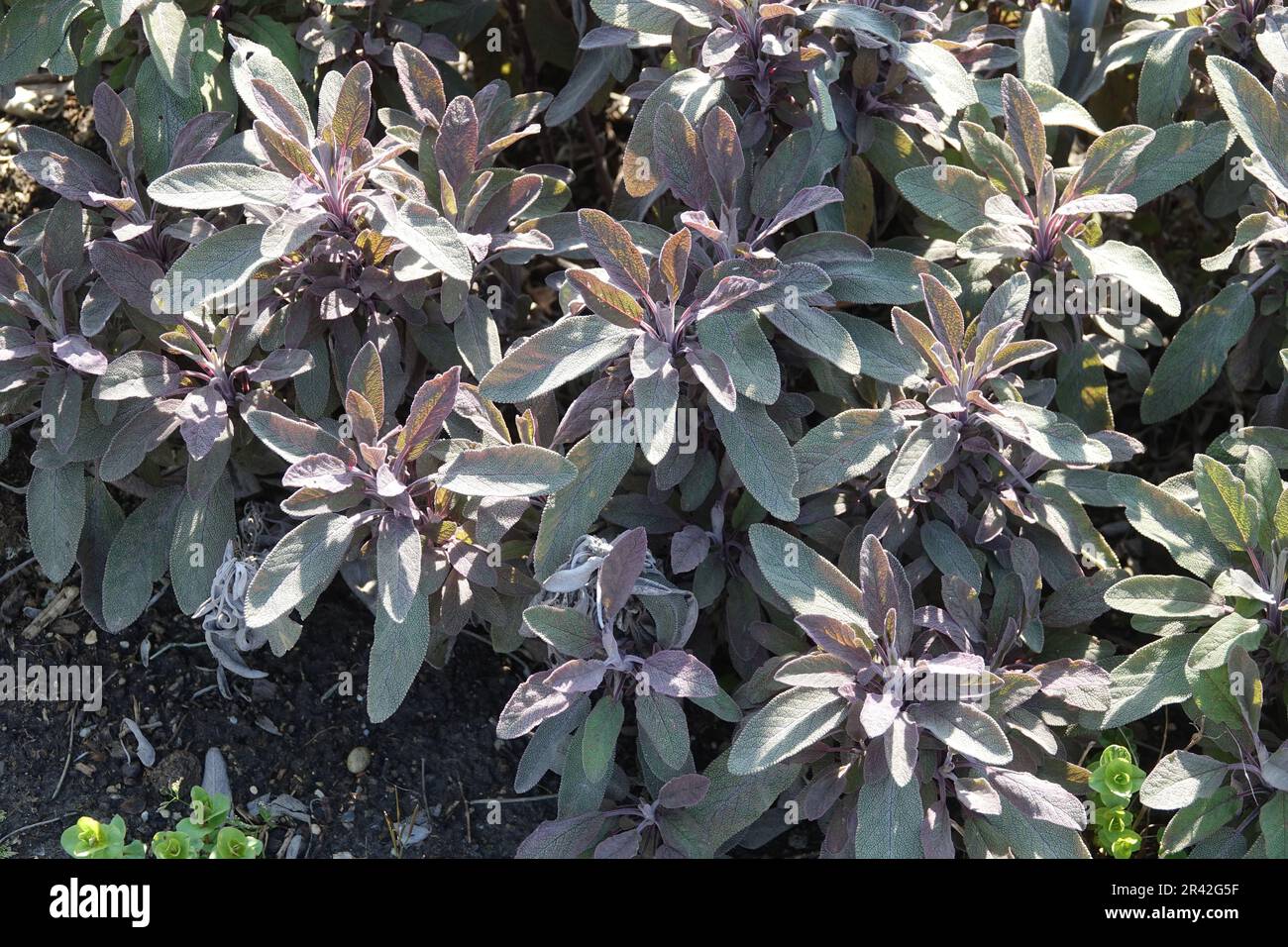 Salvia officinalis Purpurascens, purple sage Stock Photo - Alamy