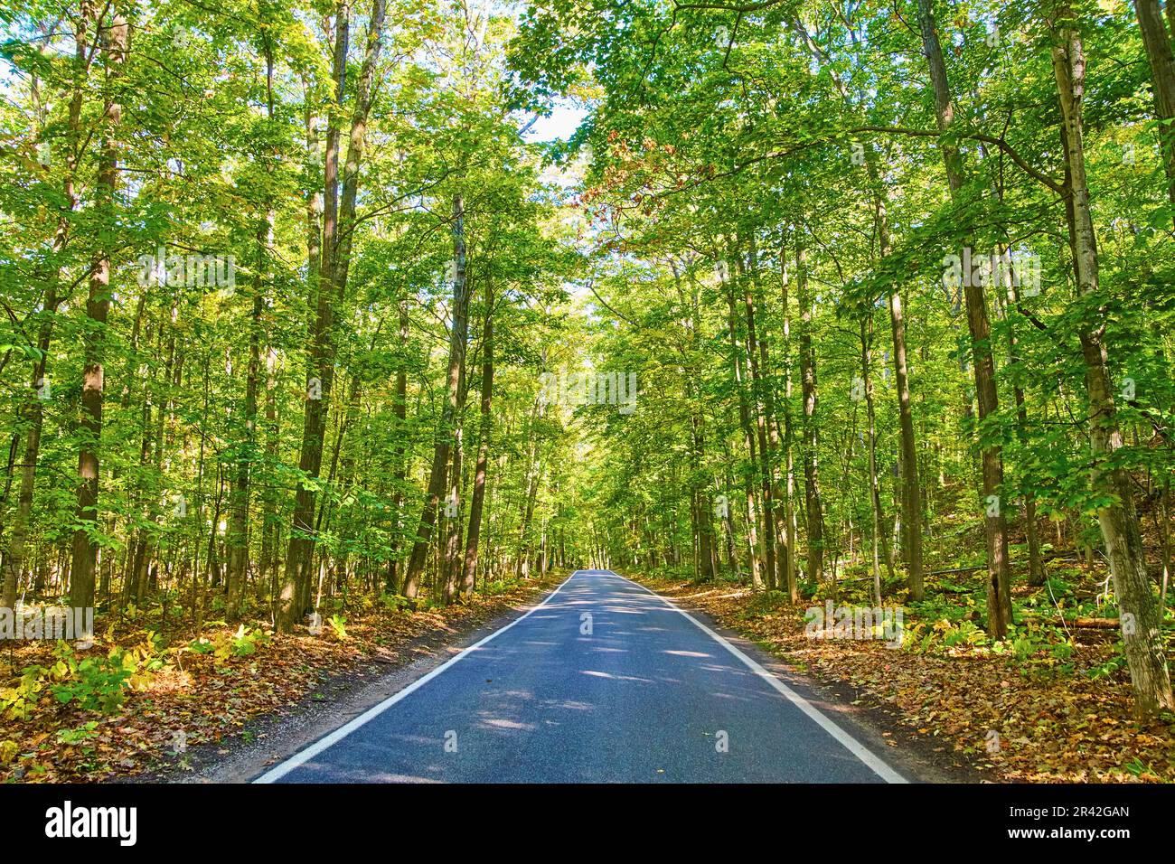 Vascular pathway hi-res stock photography and images - Alamy