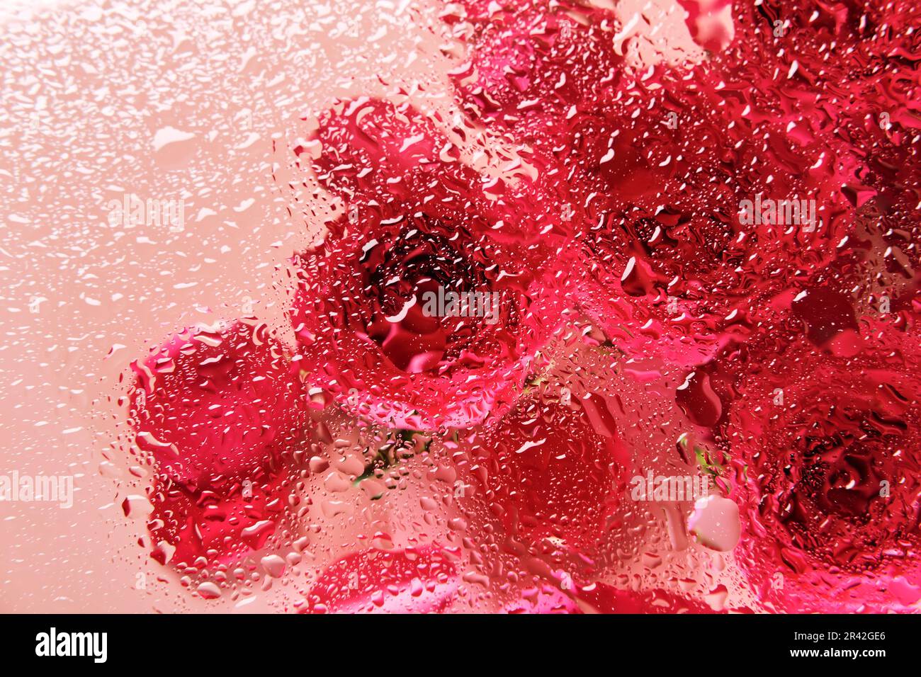 Flowers under glass with water drops. Red roses on pink background and ...