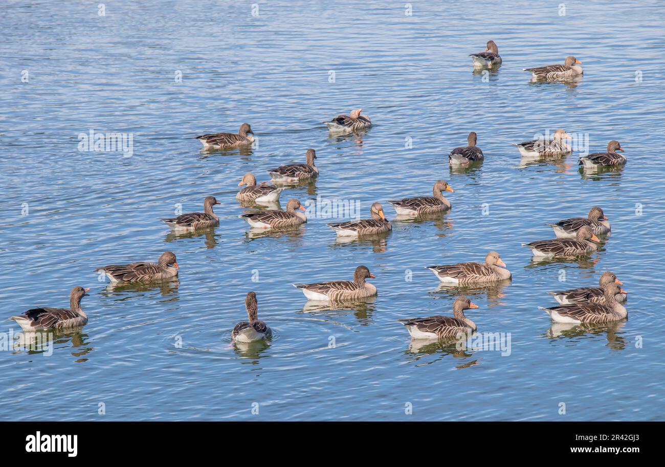 Grey goose geese birds animals hi-res stock photography and images - Alamy