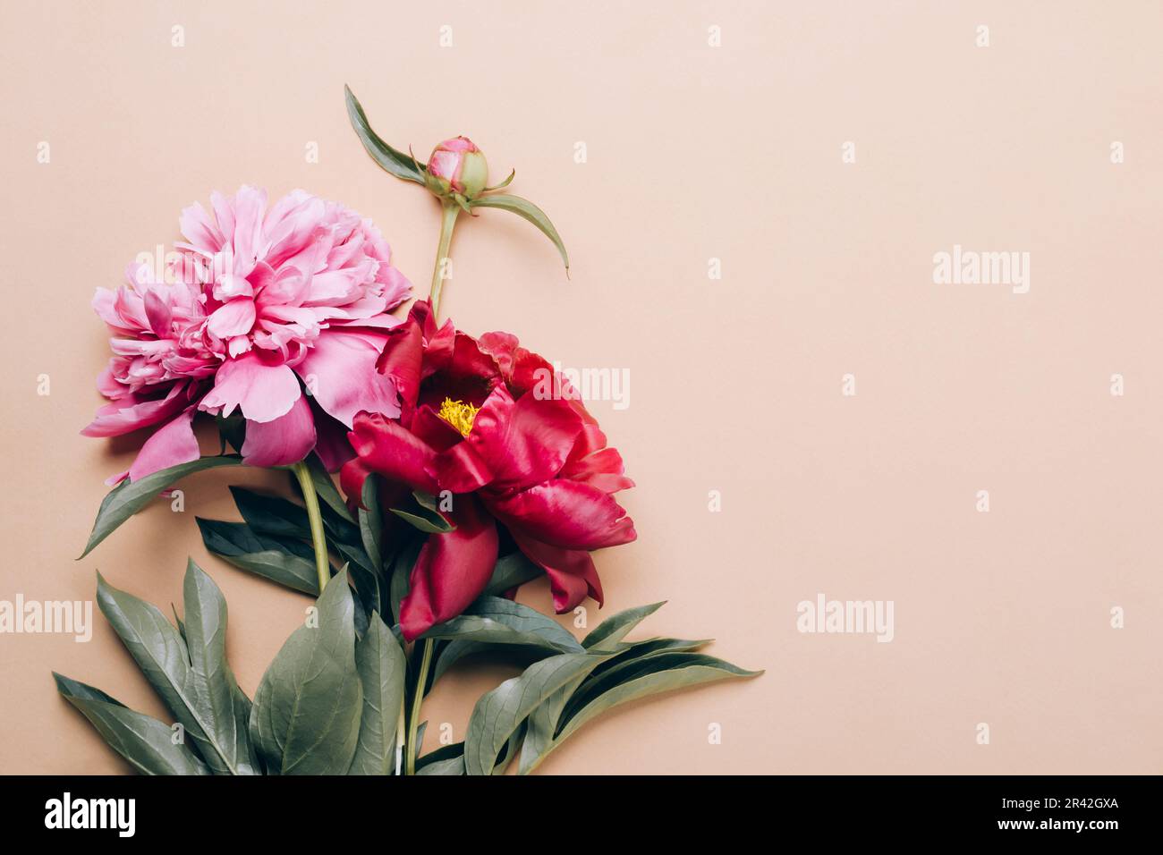 Beautiful peonies on beige background. Mother's day or other holiday ...