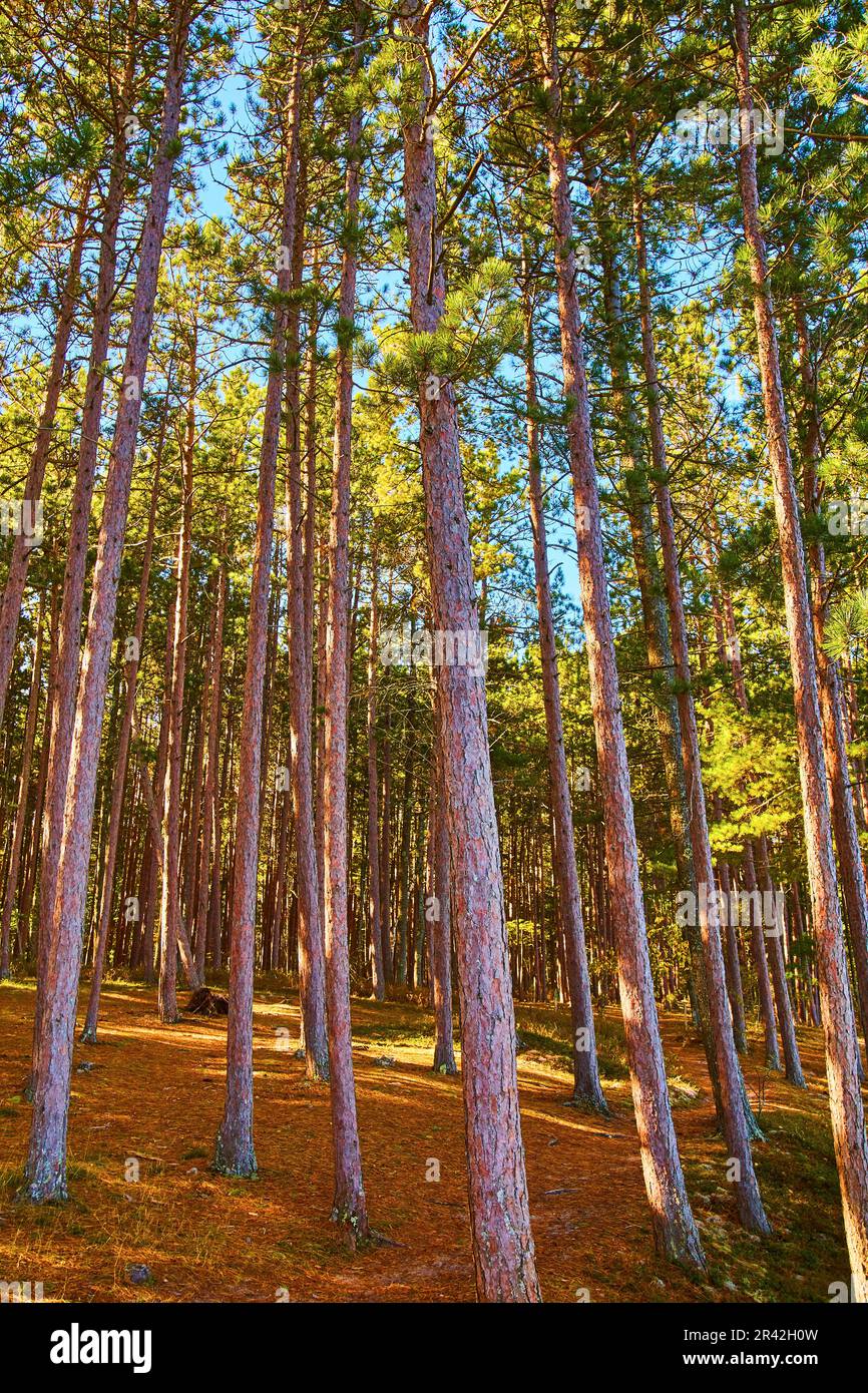Tall thin trees hi-res stock photography and images - Alamy