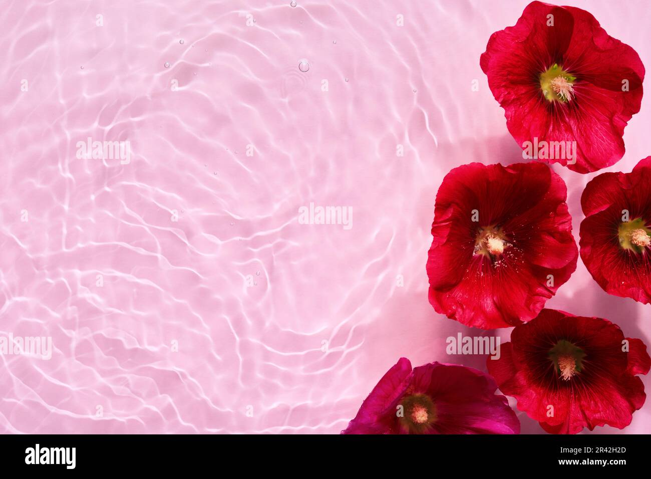 Mallow flowers in pink water background with concentric circles and ...