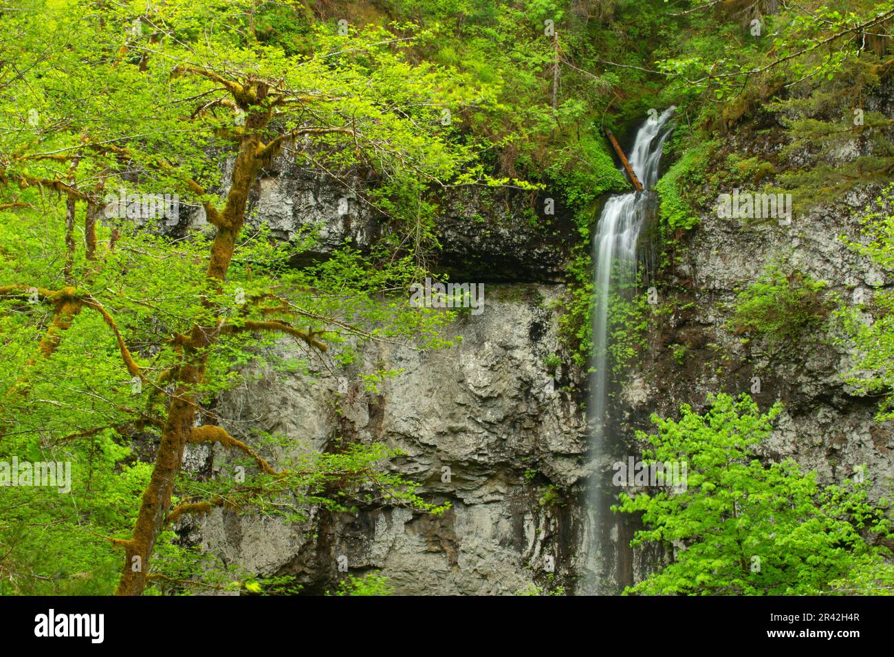 Niagara Falls from Niagara Falls Trail, Siuslaw National Forest, Oregon ...