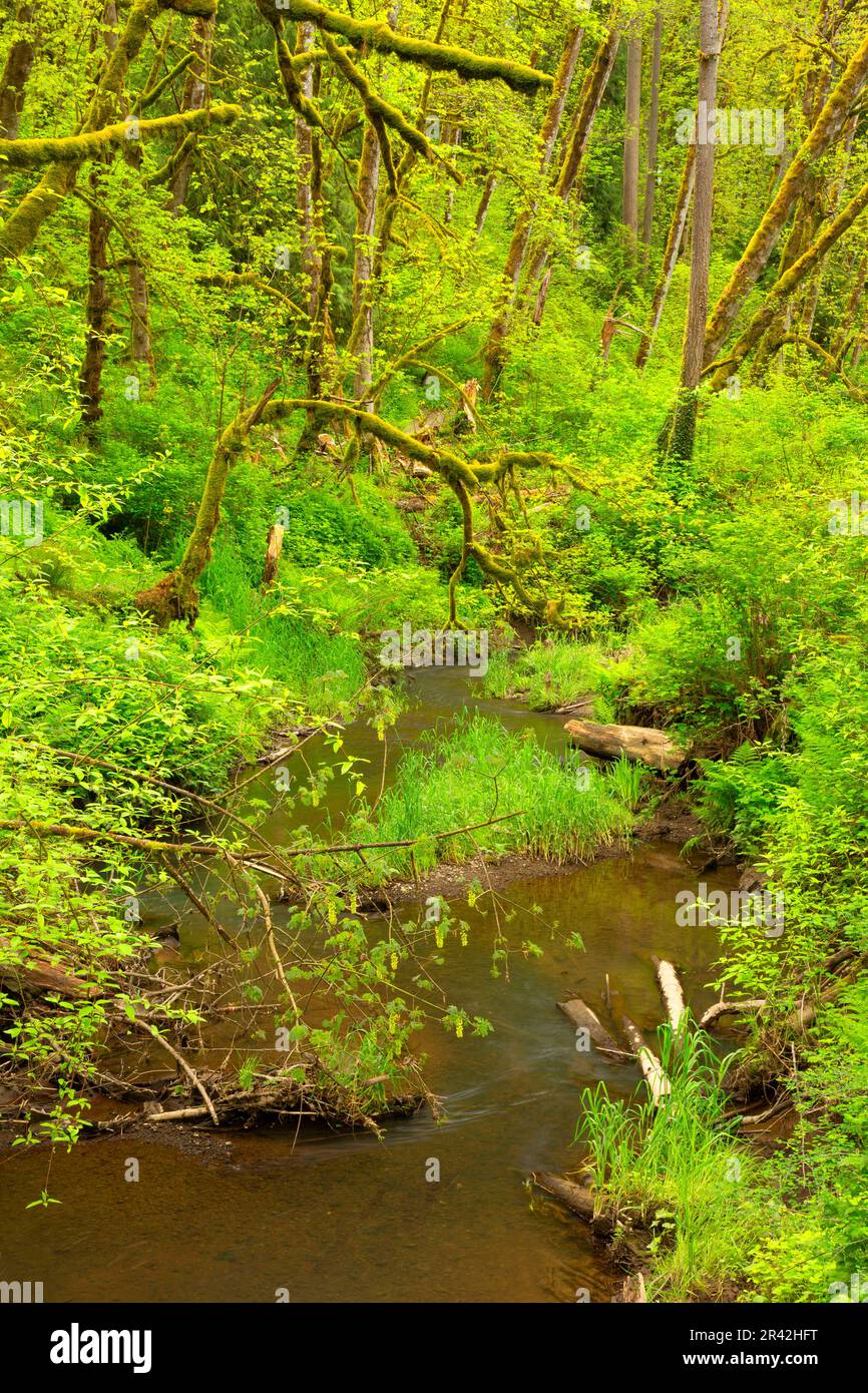 Tryon Creek, Tryon Creek State Park, Portland, Oregon Stock Photo - Alamy