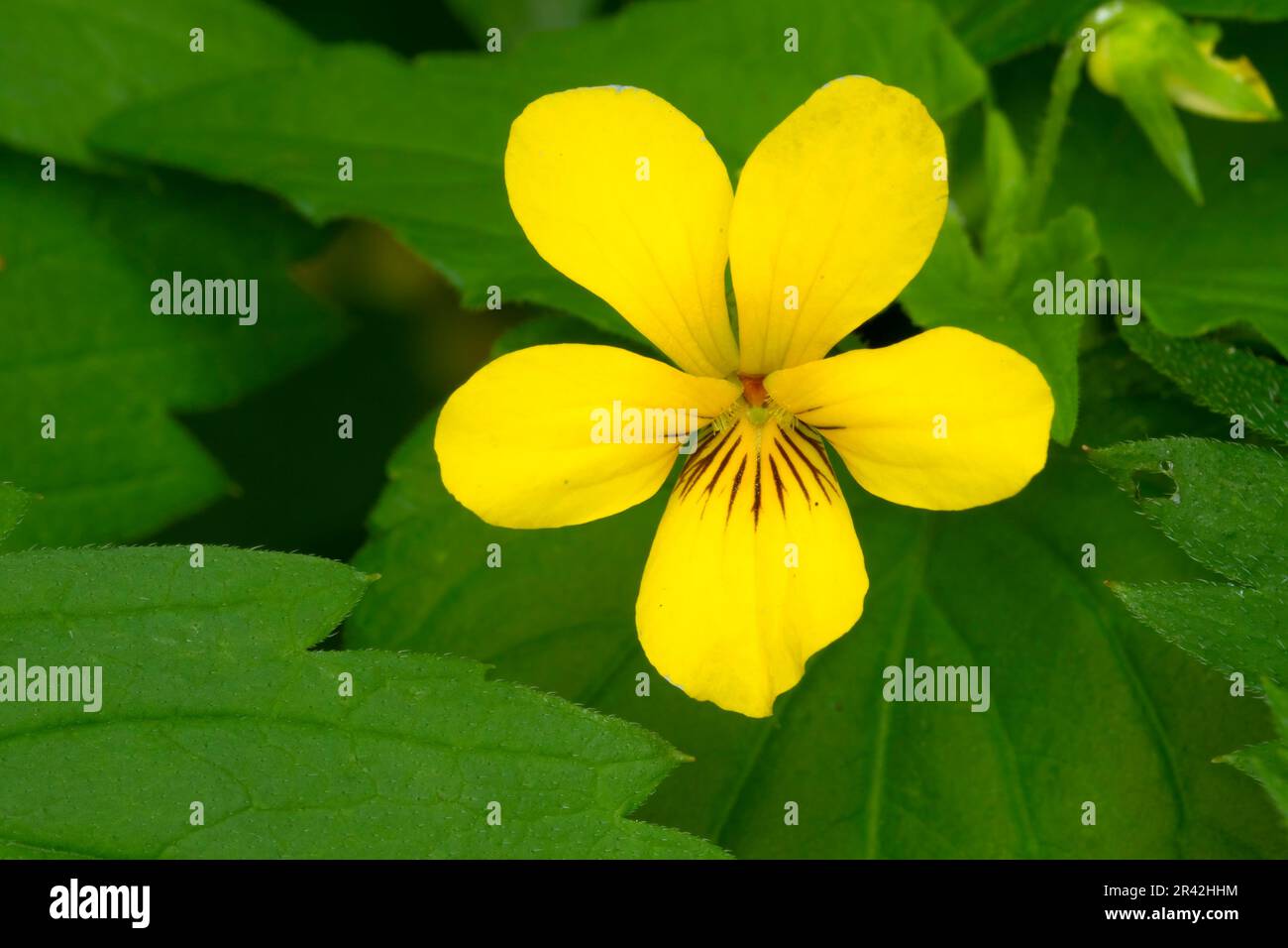 Evergreen violet (Viola glabella), Tryon Creek State Park, Portland ...