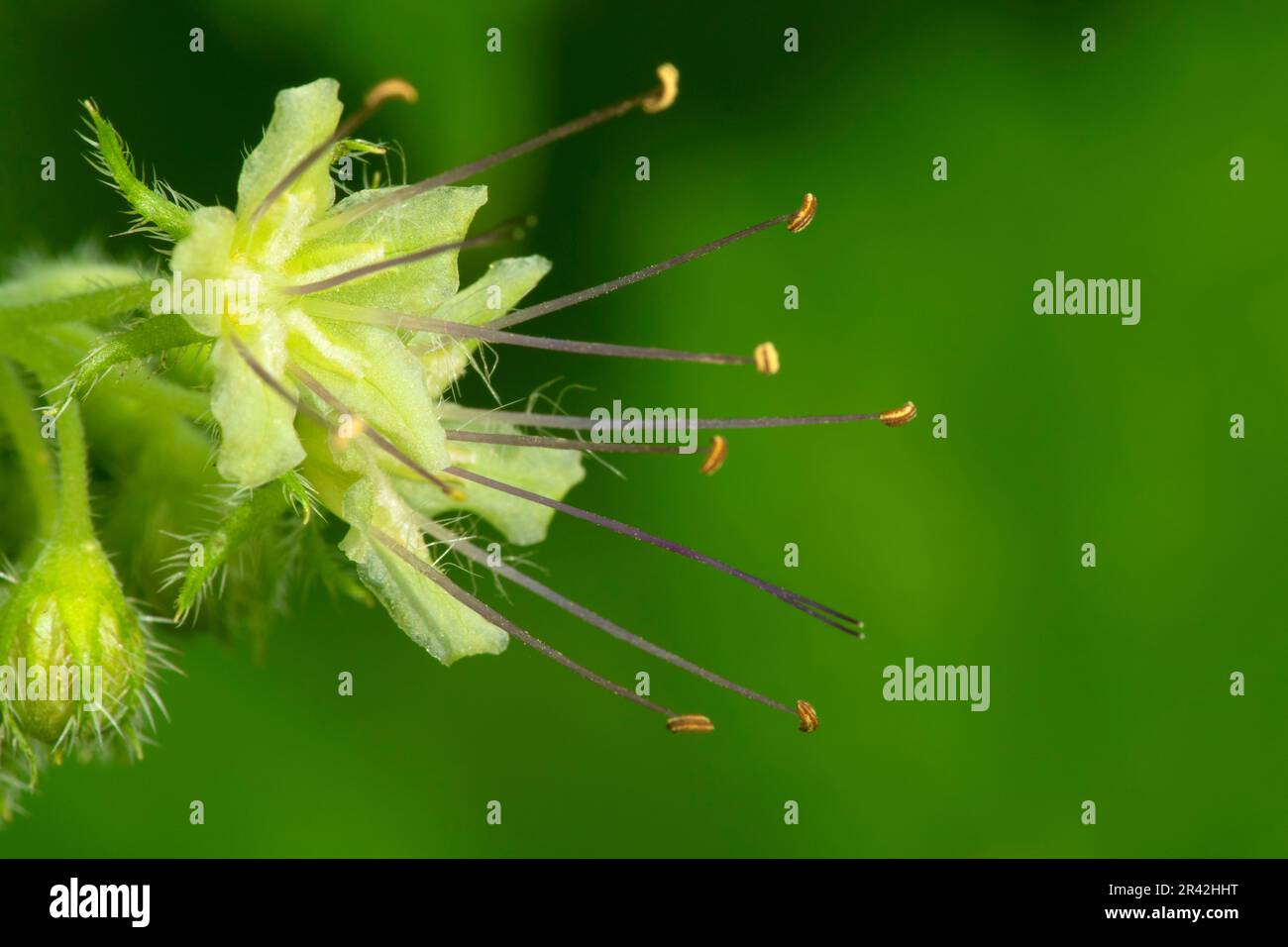 Pacific Waterleaf (Hydrophyllum tenuipes), Tryon Creek State Park ...