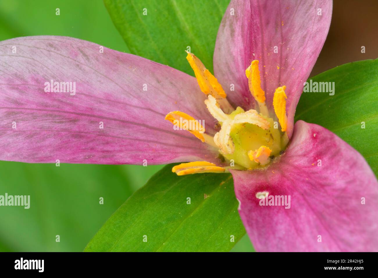 Western trillium (Trillium ovatum), Tryon Creek State Park, Portland ...