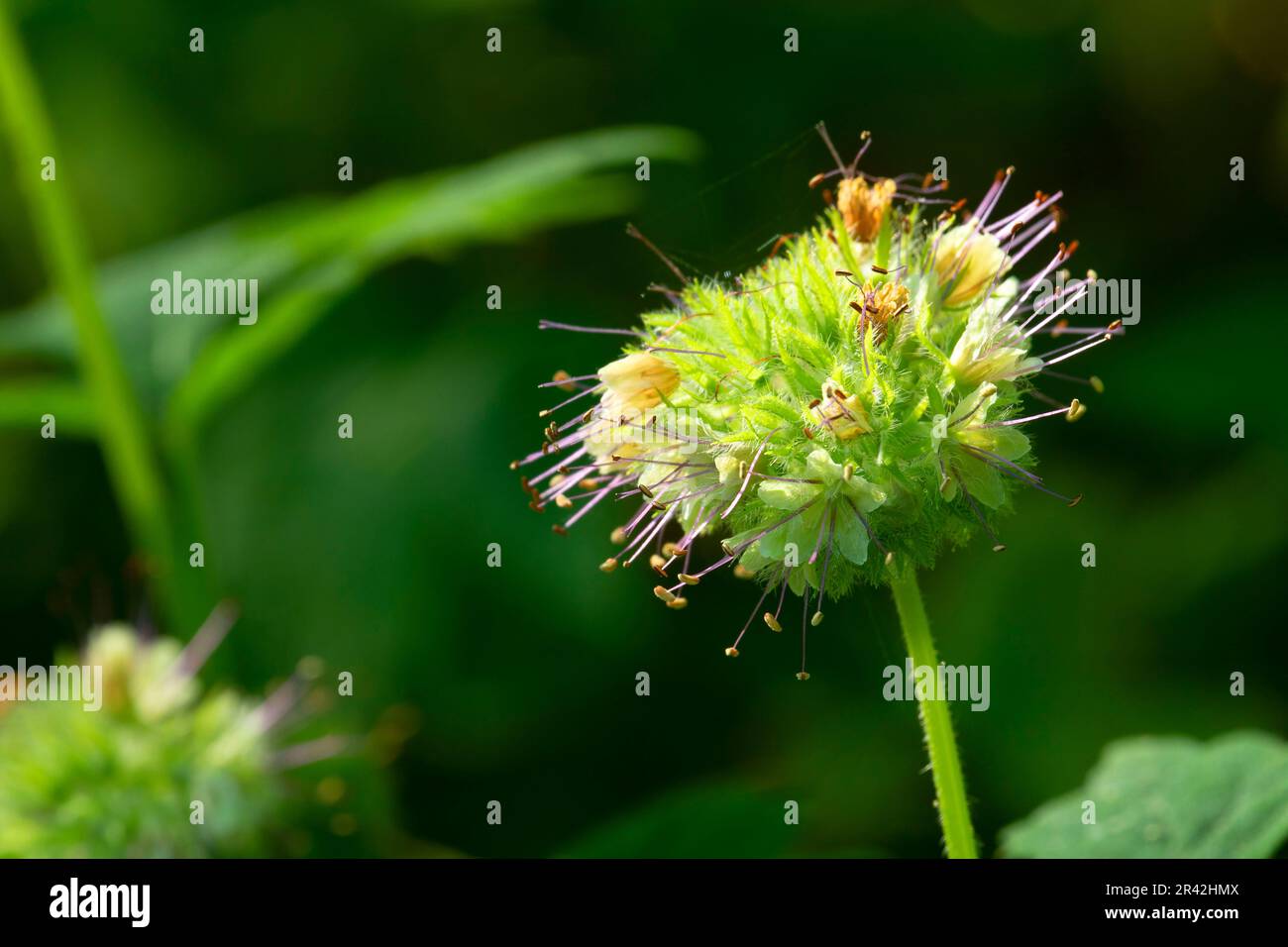 Western waterleaf (Hydrophyllum occidentale), Willamette Mission State ...