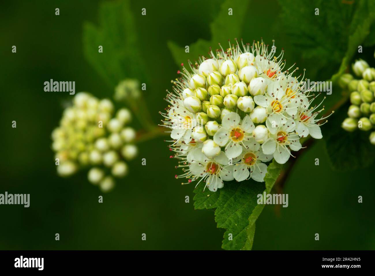 Pacific ninebark (Physocarpus capitatus), Willamette Mission State Park ...