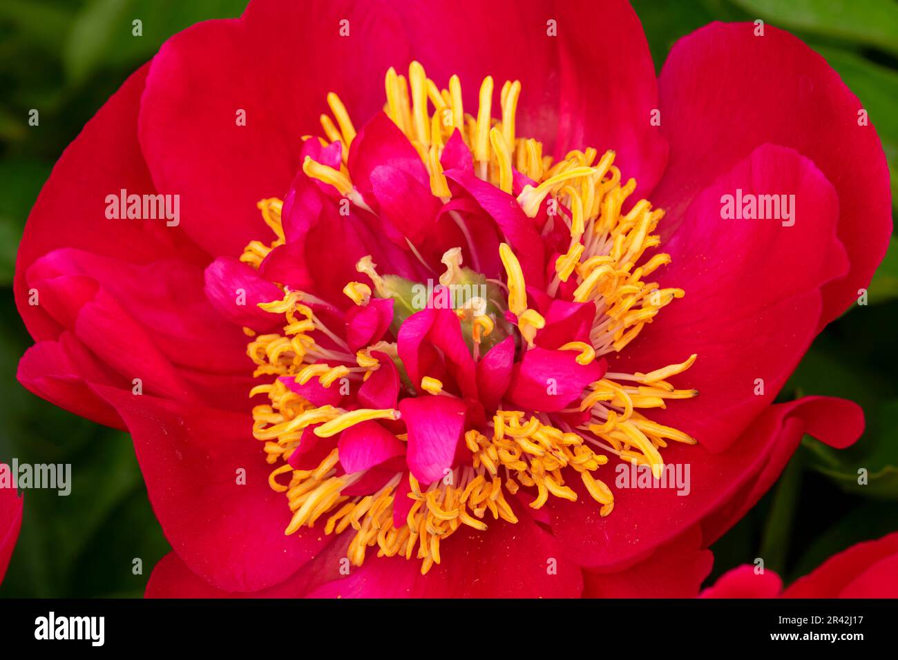 Peony fairy hi-res stock photography and images - Alamy