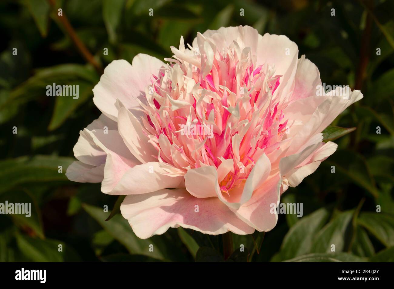 Do tell peony hi-res stock photography and images - Alamy
