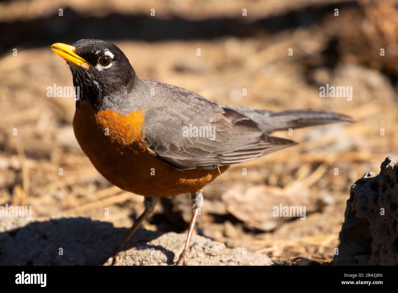 American robin (Turdus migratorius), Cabin Lake Viewing Blind ...