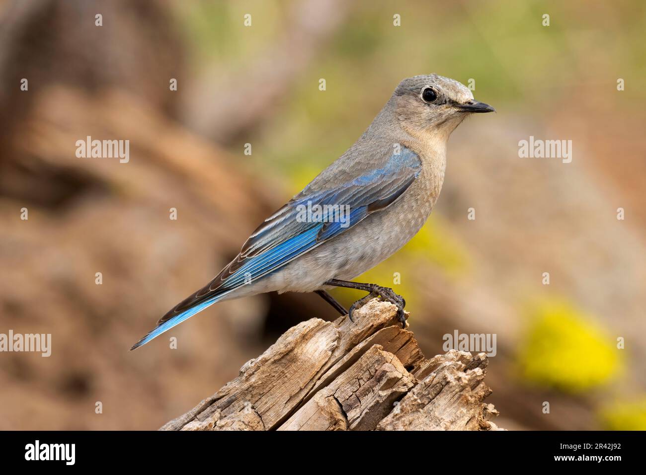 Mountain bluebird (Sialia currucoides), Cabin Lake Viewing Blind ...