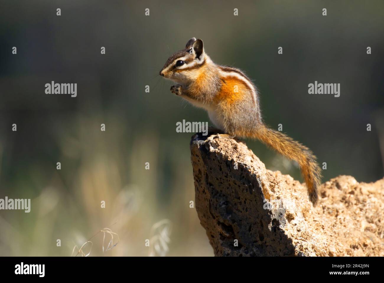 Blind squirrel hi-res stock photography and images - Alamy