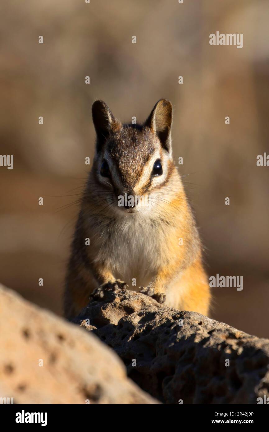Chipmunk, Cabin Lake Viewing Blind, Deschutes National Forest, Oregon ...