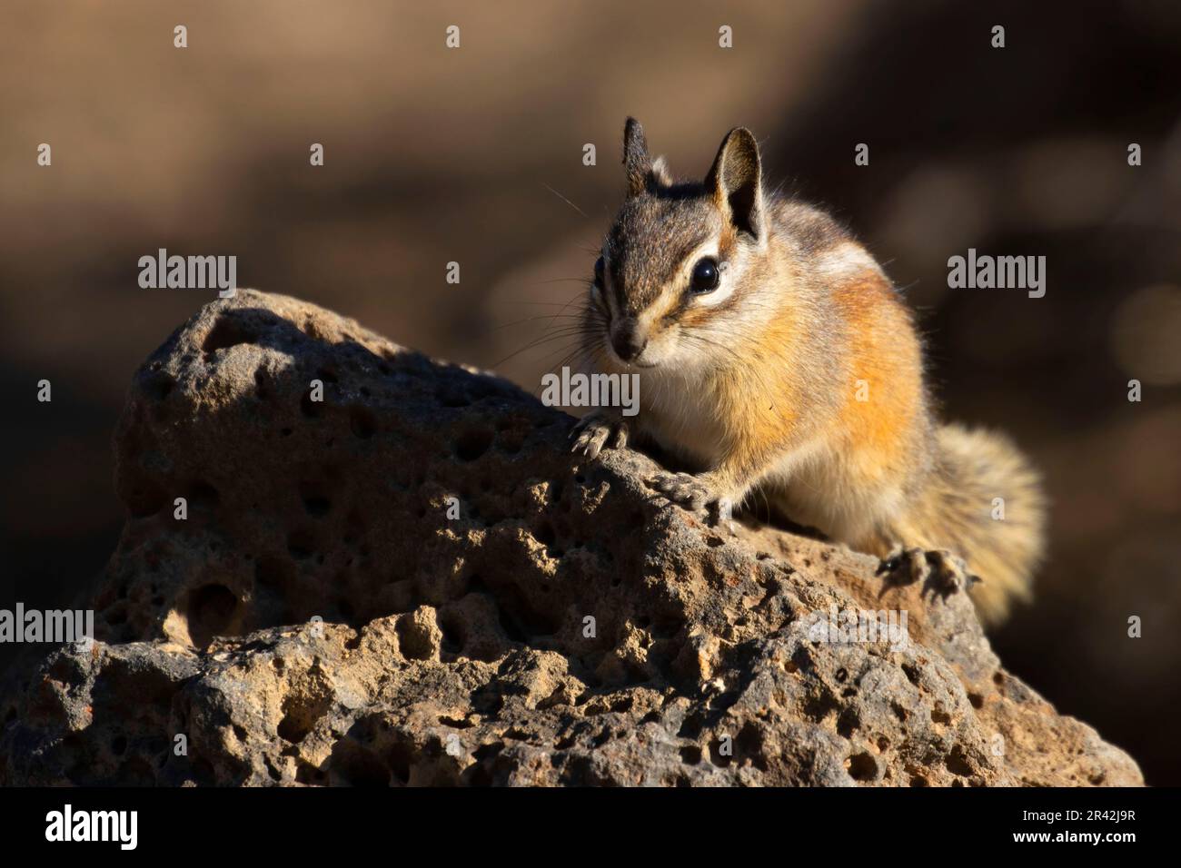 Blind squirrel hi-res stock photography and images - Alamy