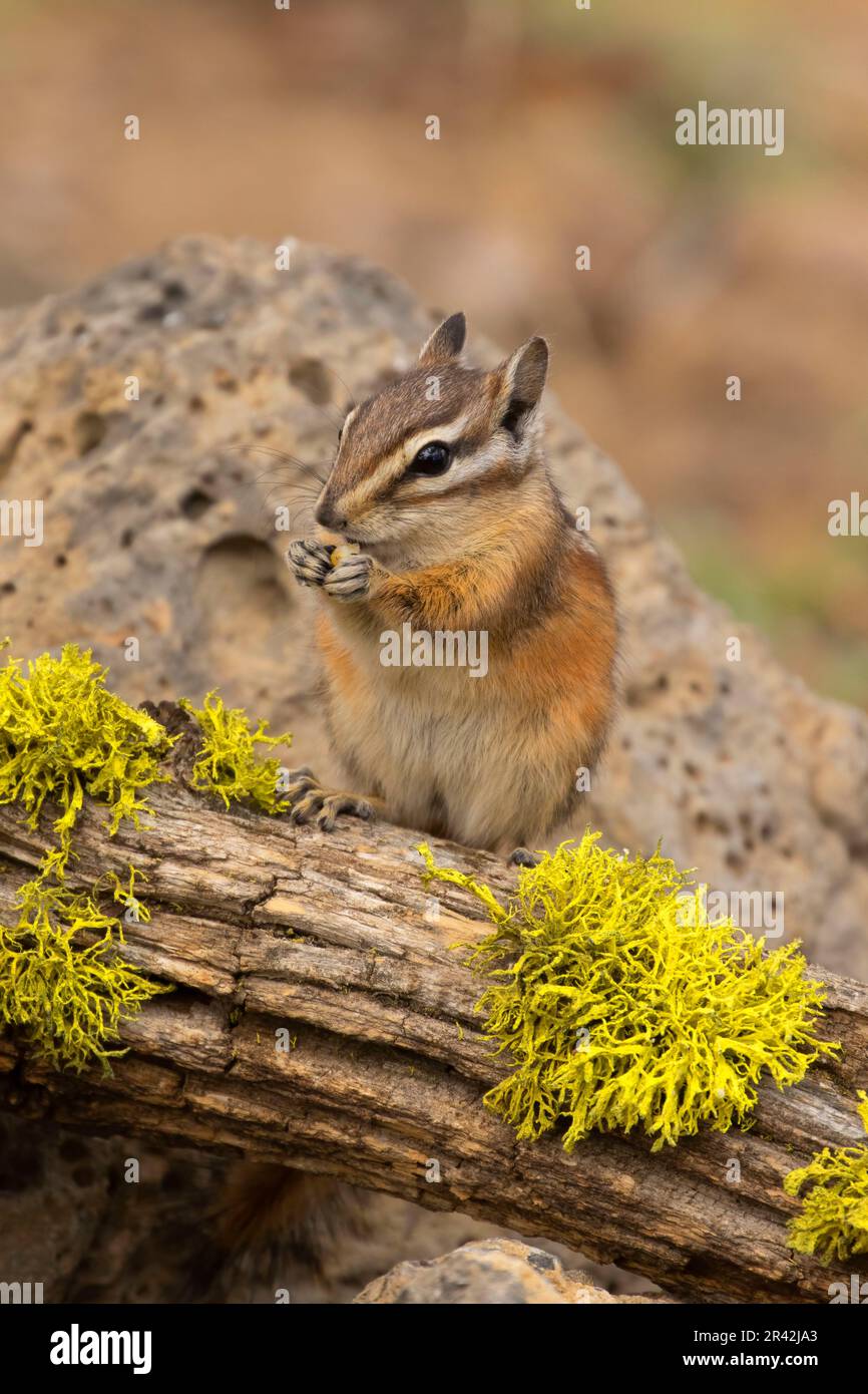 Chipmunk, Cabin Lake Viewing Blind, Deschutes National Forest, Oregon ...