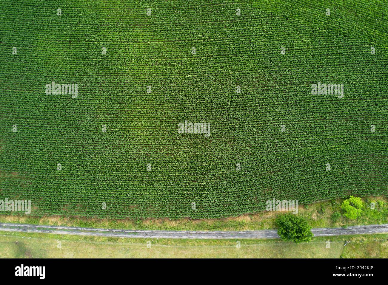 Field ripe corn aerial photography hi-res stock photography and images ...