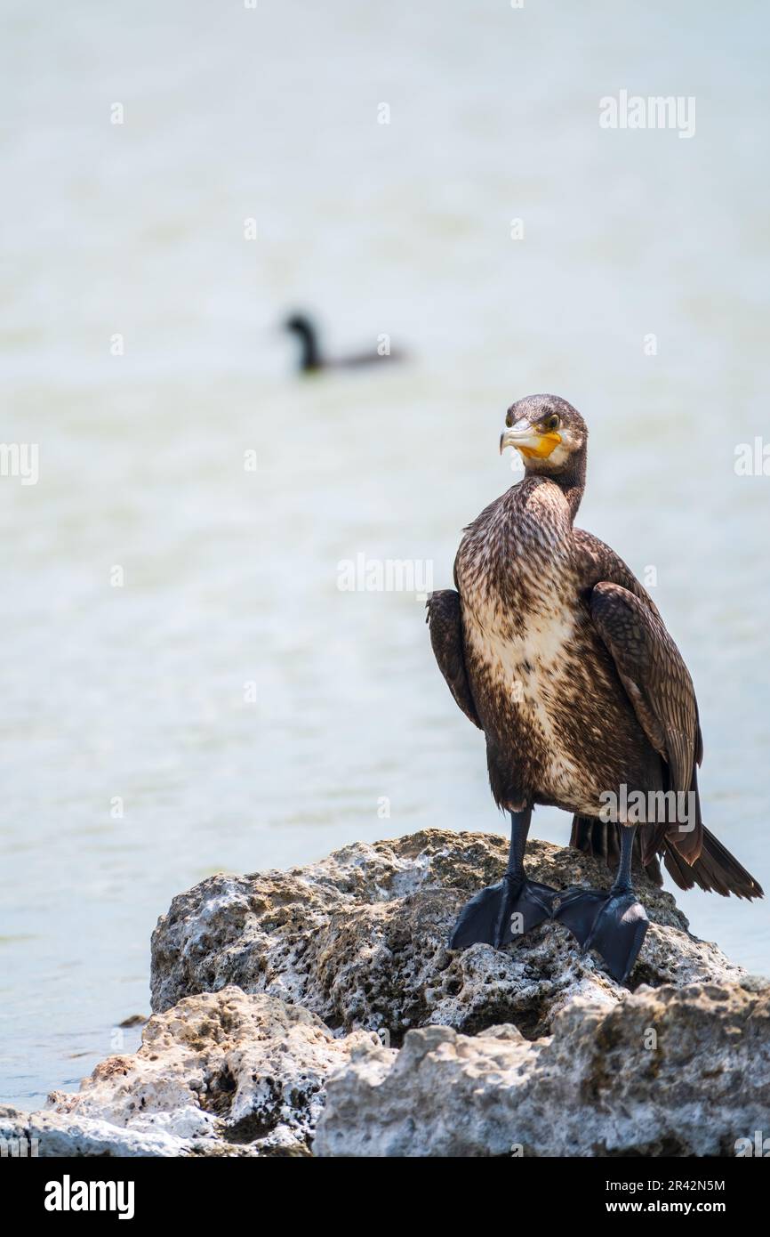 Great cormorant, Phalacrocorax carbo, standing on a stone on the sea ...