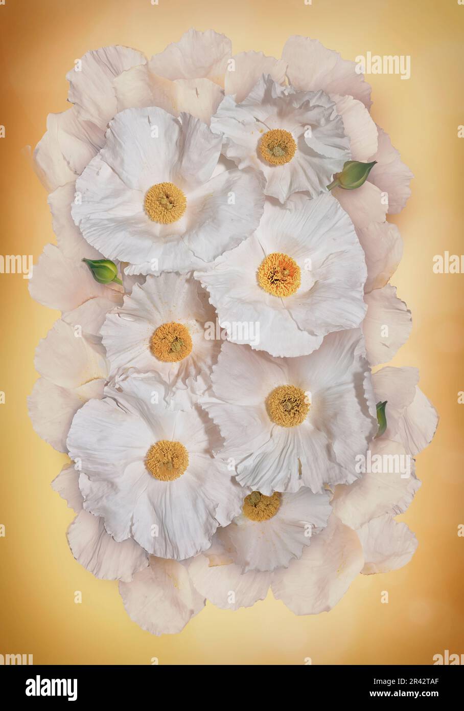 Pe like flowers hi-res stock photography and images - Alamy