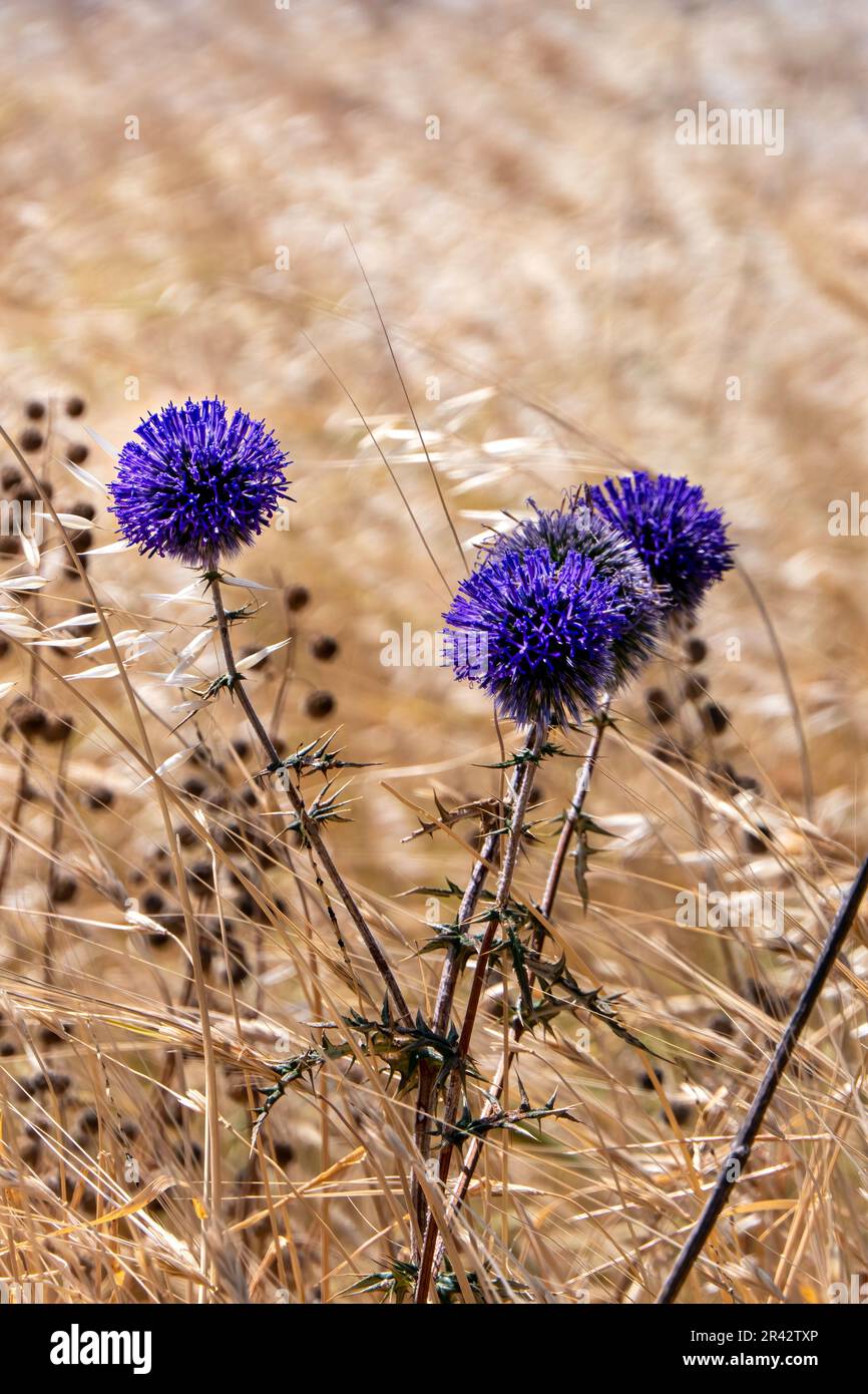 Violet Flower of echinops bannaticus blue globe thistle a member of the ...